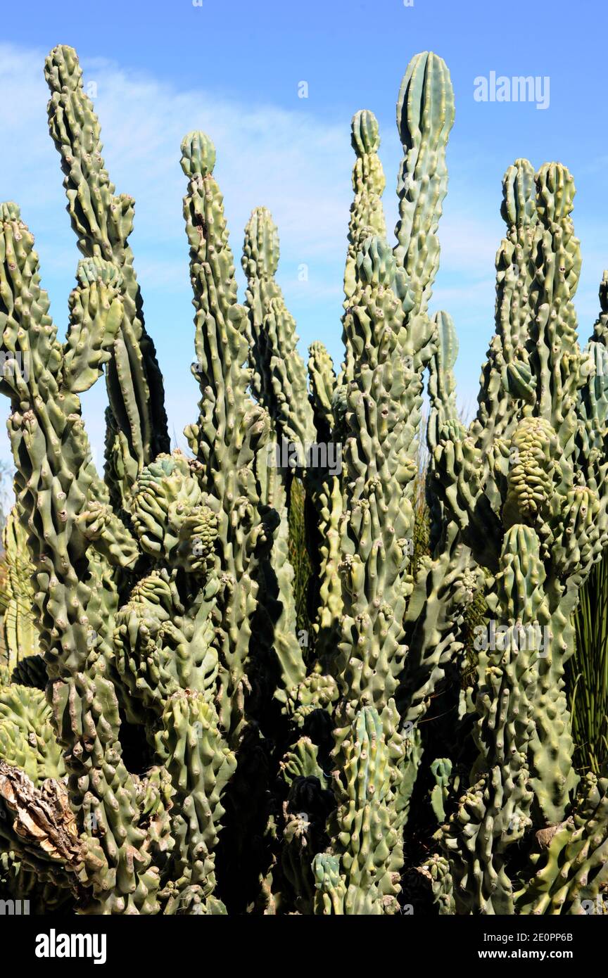 Monstrosus High Resolution Stock Photography and Images - Alamy