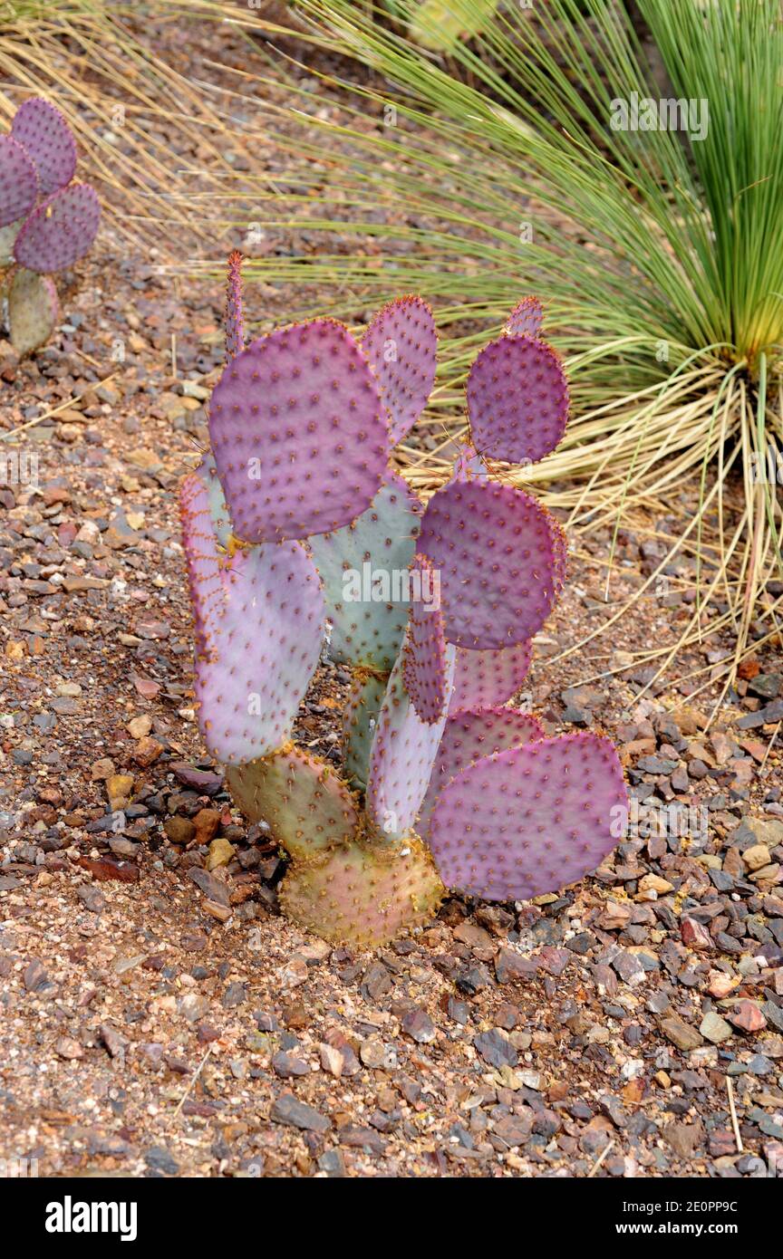 Phyllode Opuntia