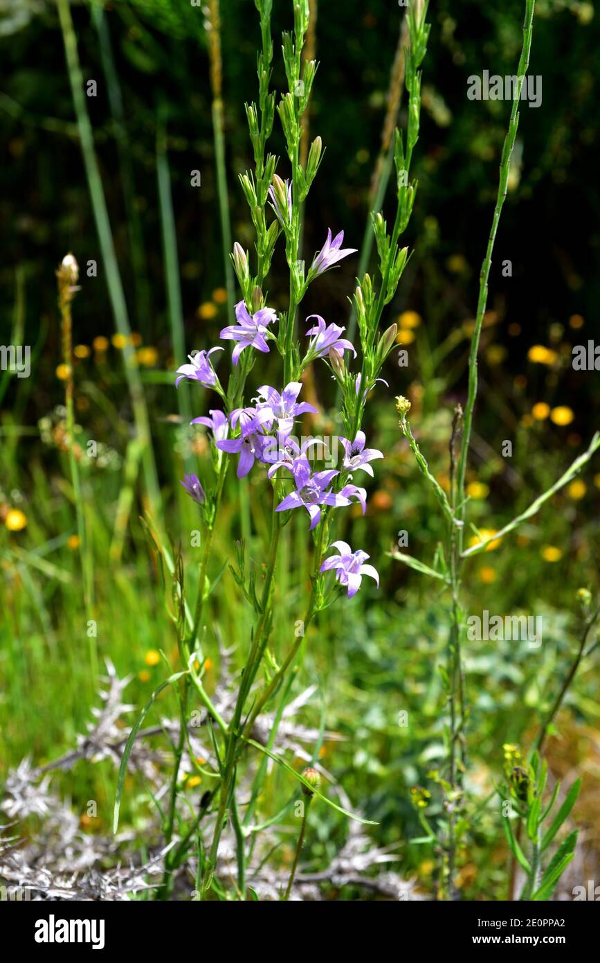 Campanula rapunculus campanula rapunculus hi-res stock photography and ...