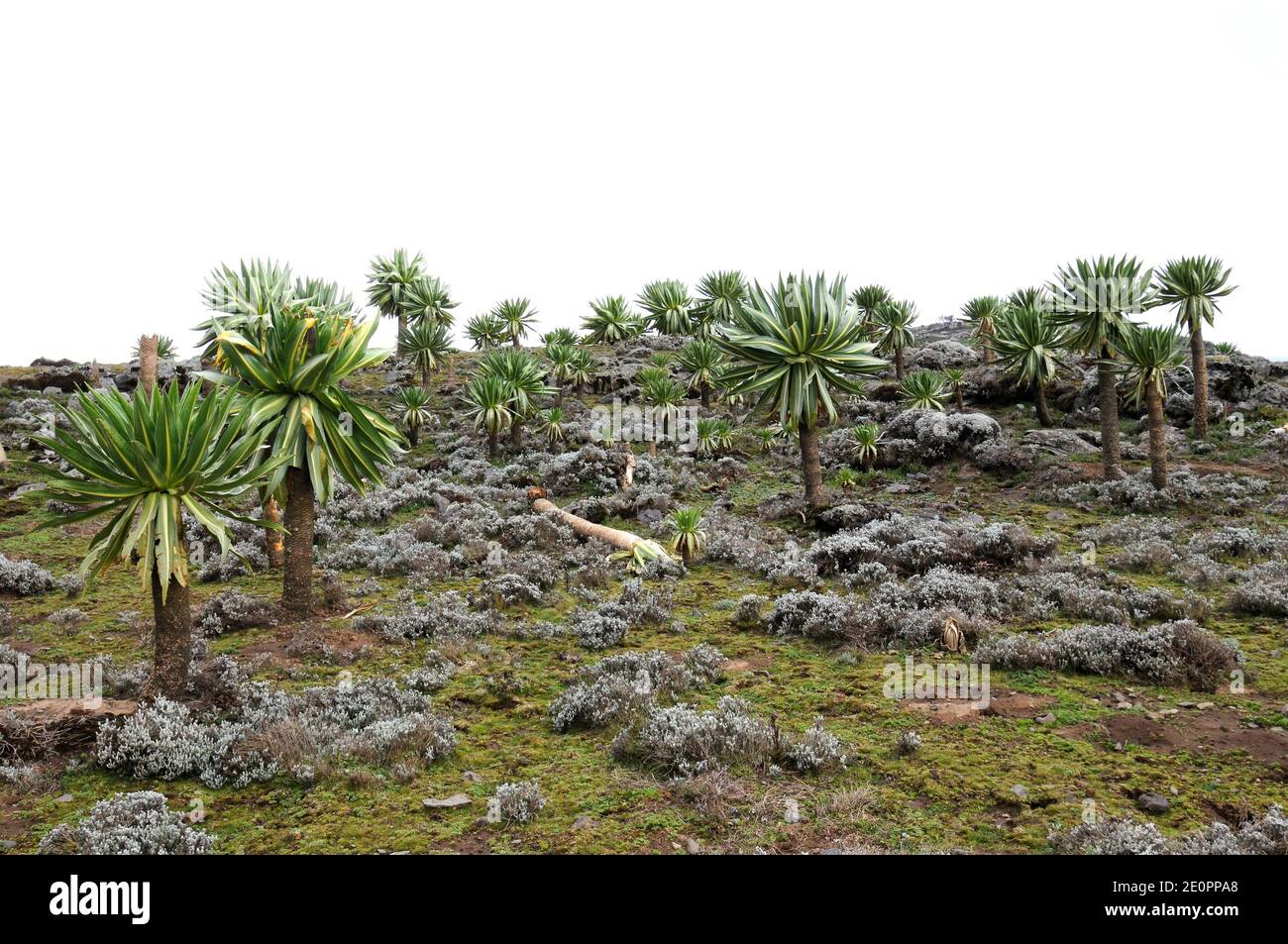 Mountain giant lobelia hi-res stock photography and images - Alamy
