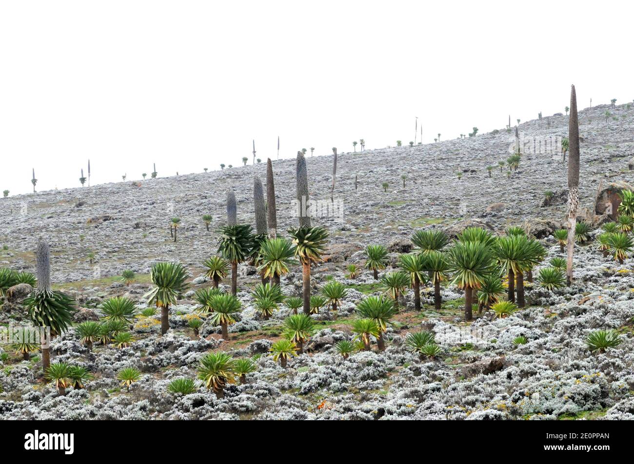 Mountain giant lobelia hi-res stock photography and images - Alamy