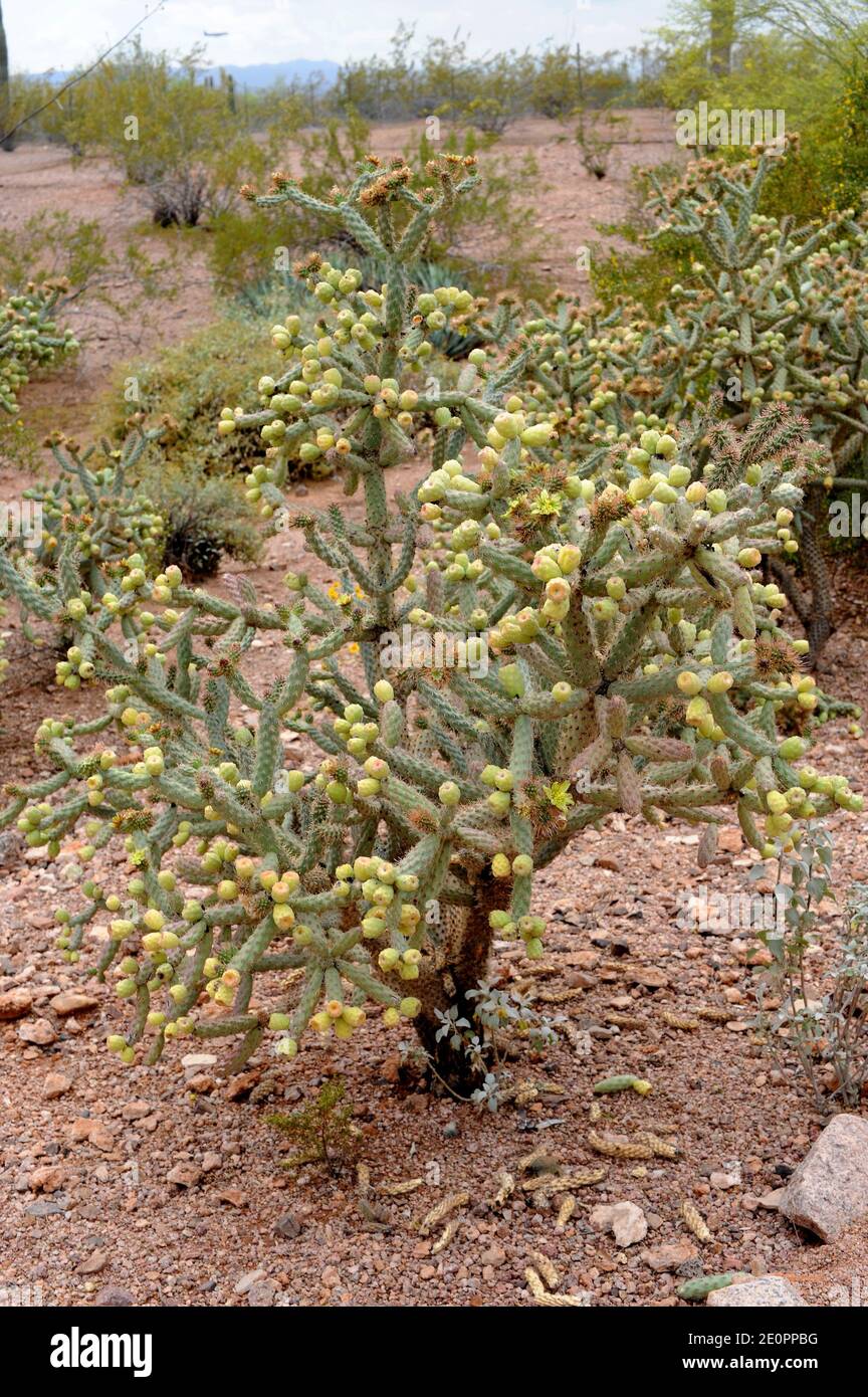 Sonora Desert Mexico High Resolution Stock Photography and Images - Alamy
