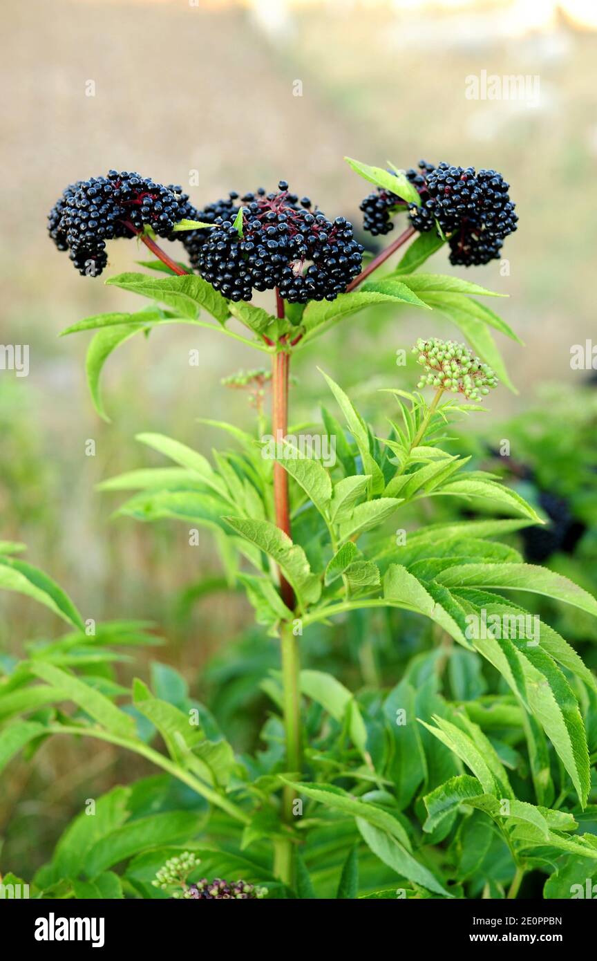 Sambucus plant hi-res stock photography and images - Alamy