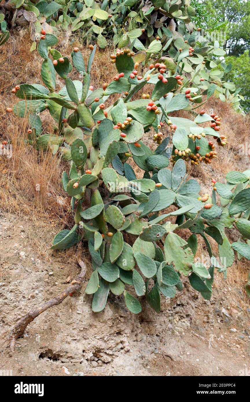 Indian Cactus High Resolution Stock Photography and Images - Alamy