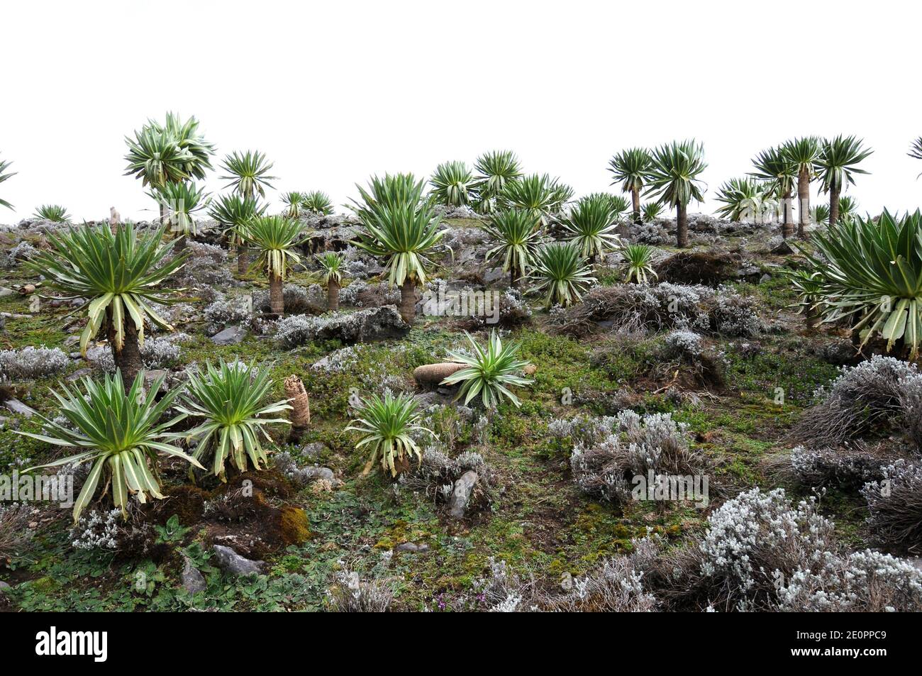 Mountain giant lobelia hi-res stock photography and images - Alamy