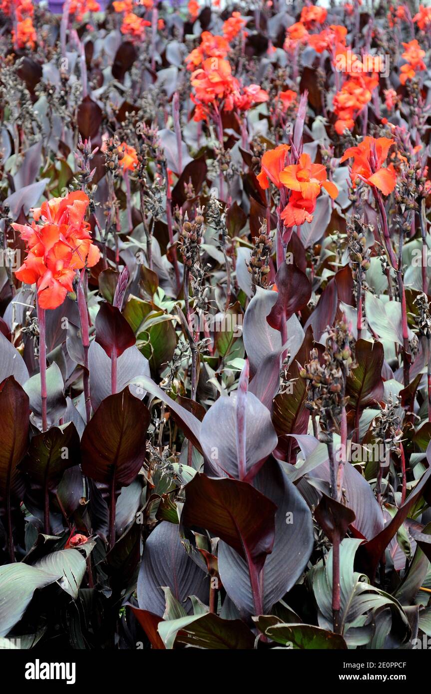 Canna canna indica hi-res stock photography and images - Alamy