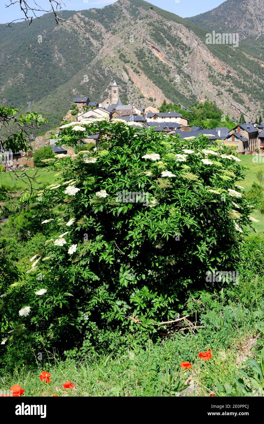 European elder hi-res stock photography and images - Alamy