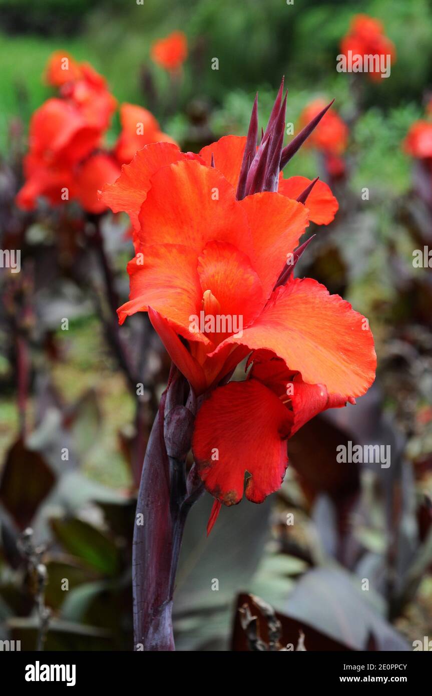 Indian flora hi-res stock photography and images - Alamy