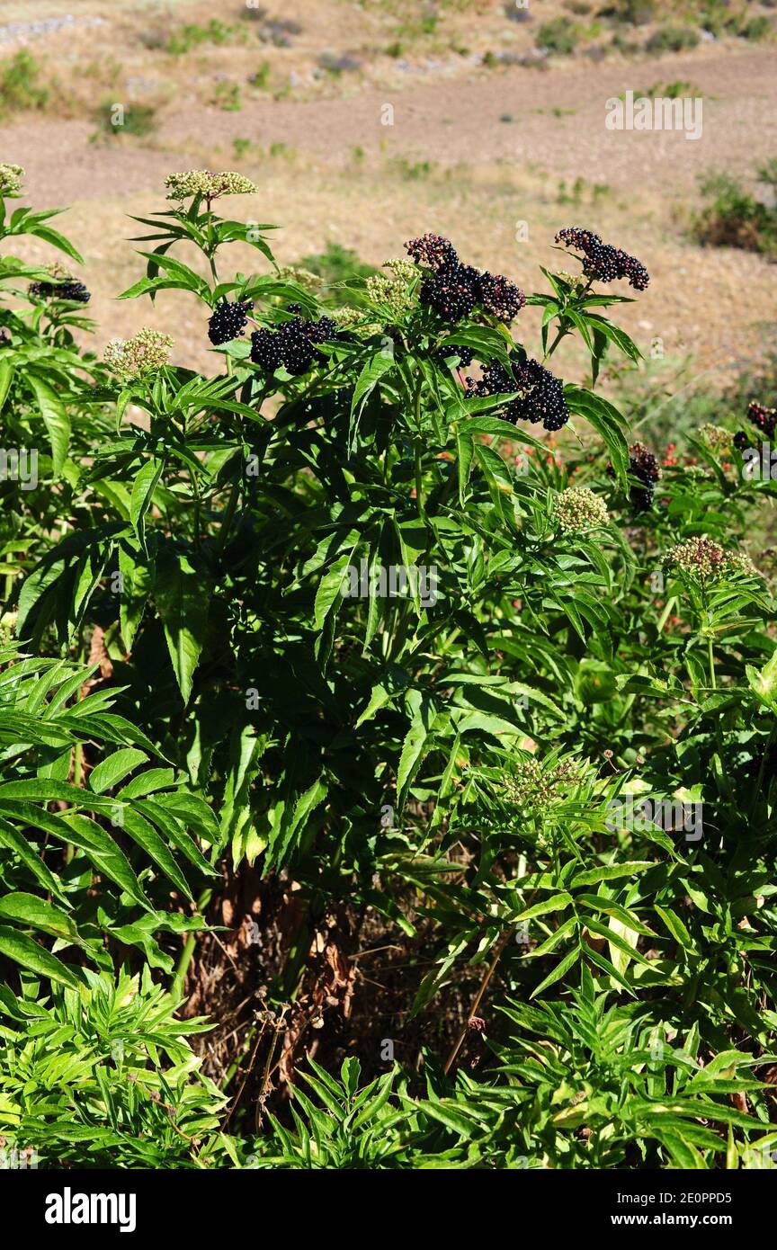 European elder hi-res stock photography and images - Alamy