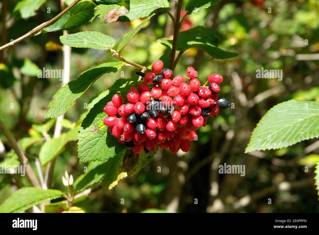Wayfarer or wayfaring tree hi-res stock photography and images - Alamy