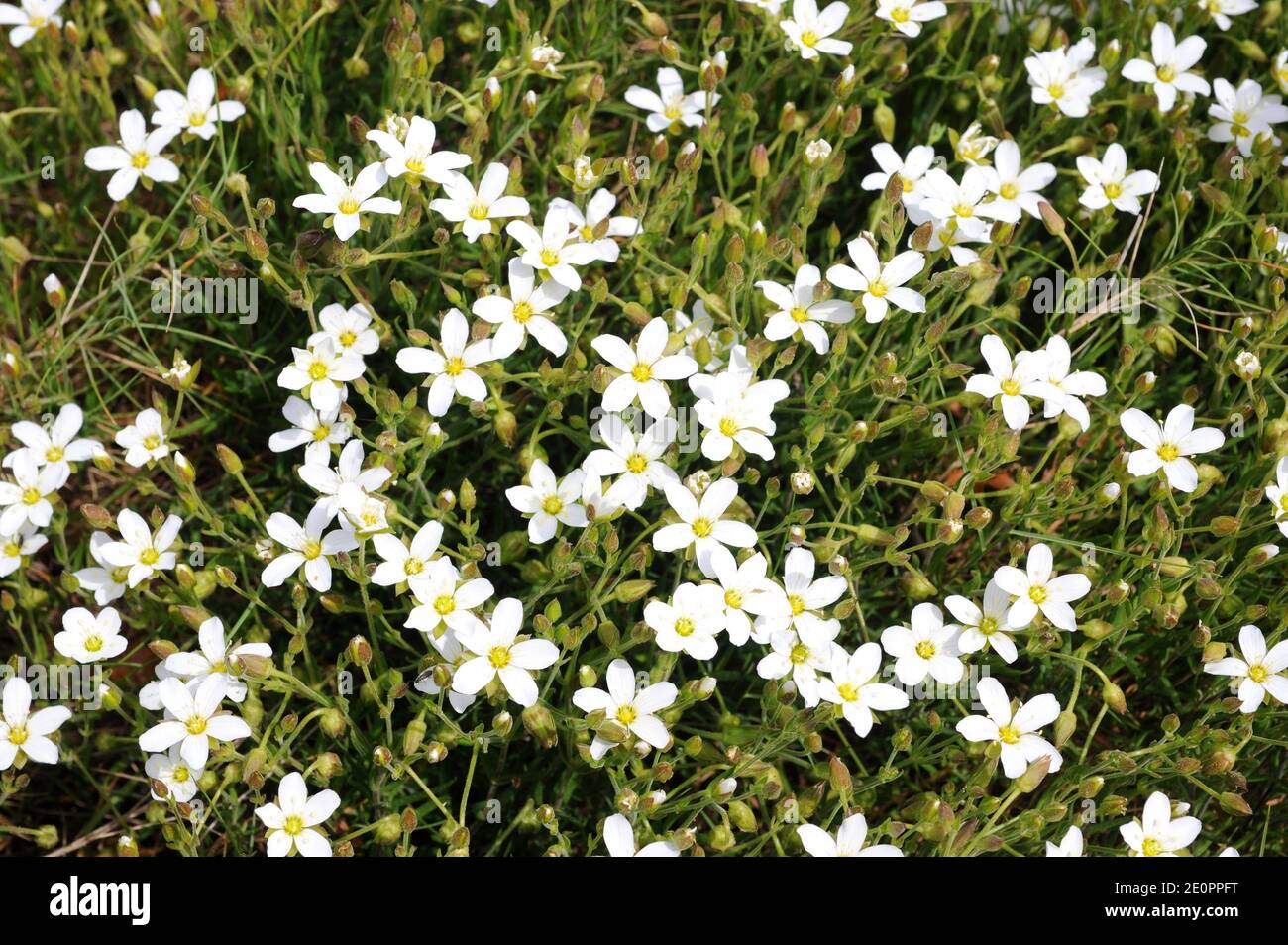 Mountain sandwort hi-res stock photography and images - Alamy