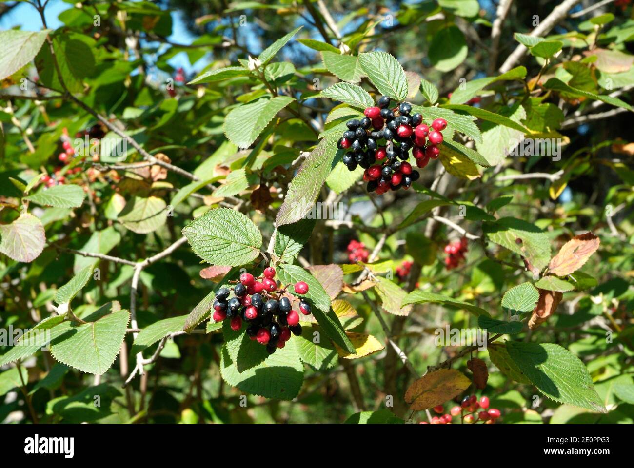 Wayfarer or wayfaring tree hi-res stock photography and images - Alamy