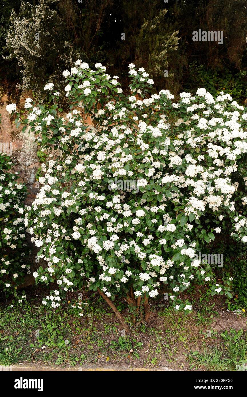 Laurustinus (viburnum tinus) hi-res stock photography and images - Alamy