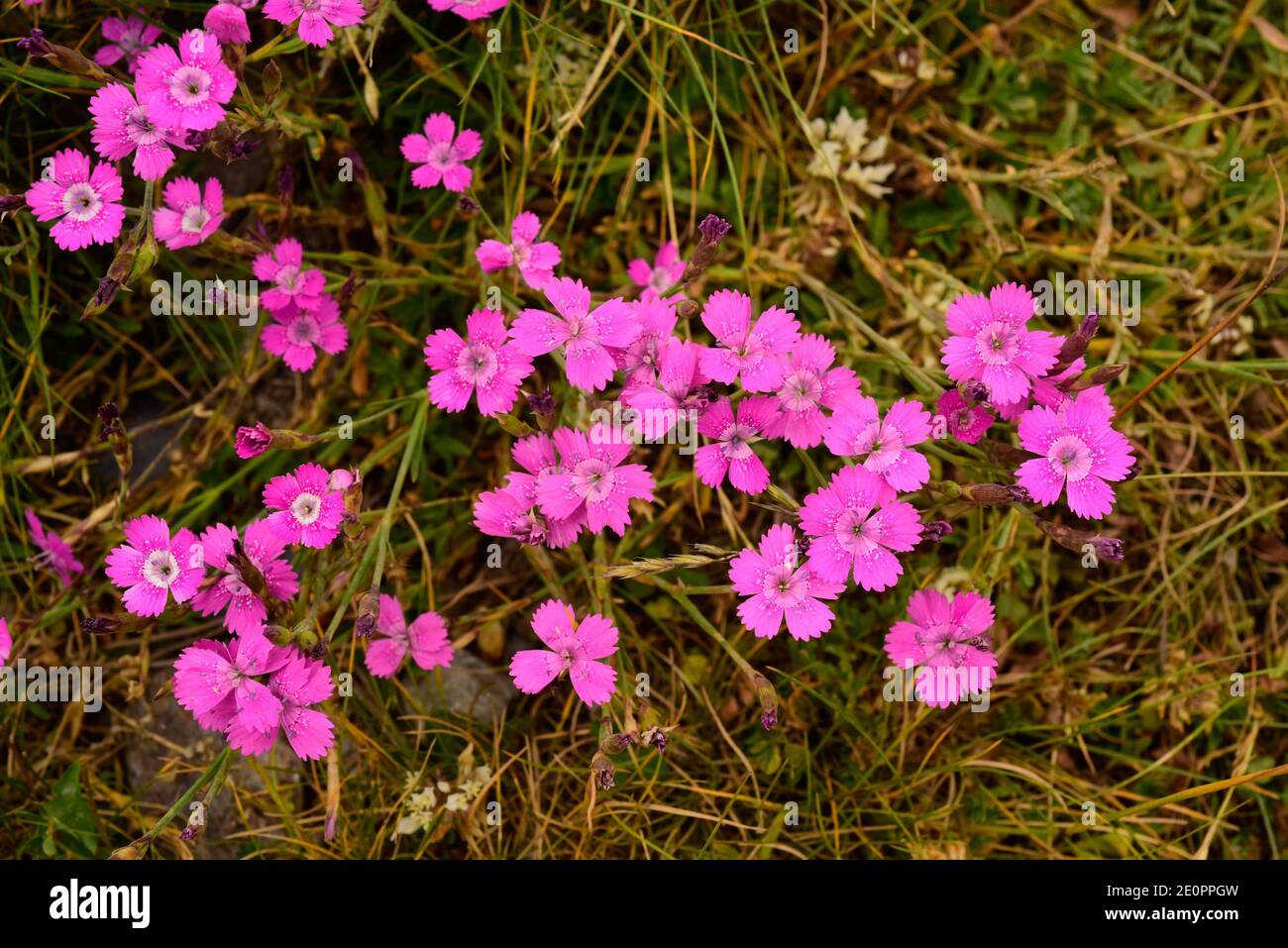 Dianthus native hi-res stock photography and images - Alamy