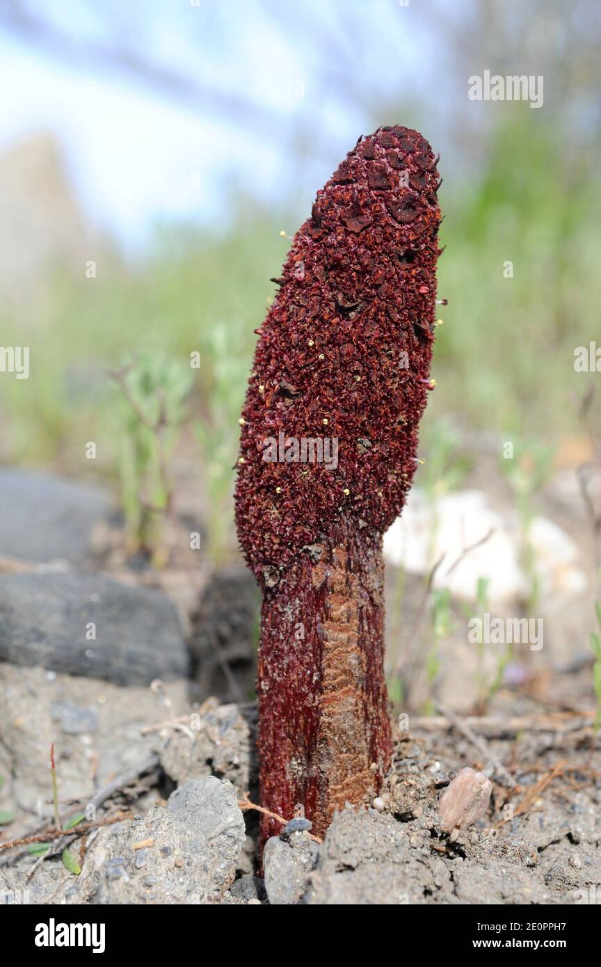 Desert fungus hi-res stock photography and images - Alamy