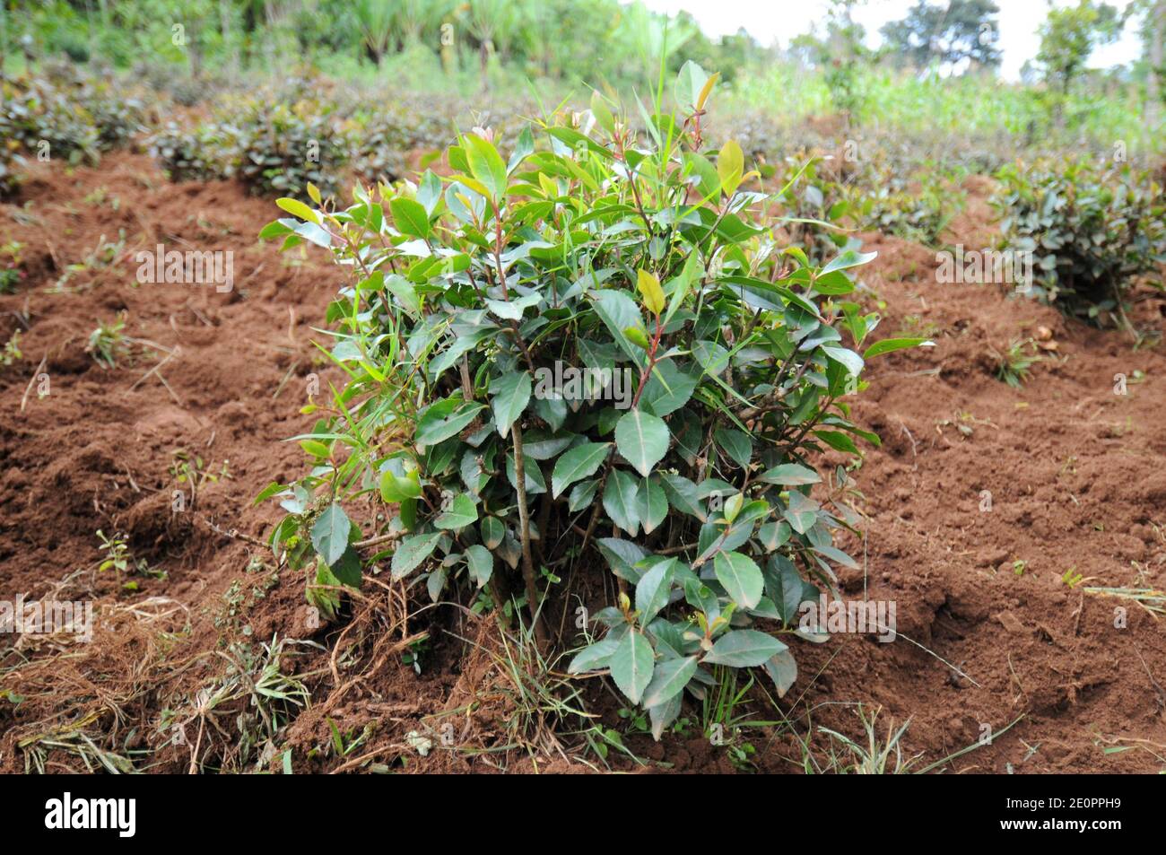 Khat Catha Edulis High Resolution Stock Photography and Images - Alamy