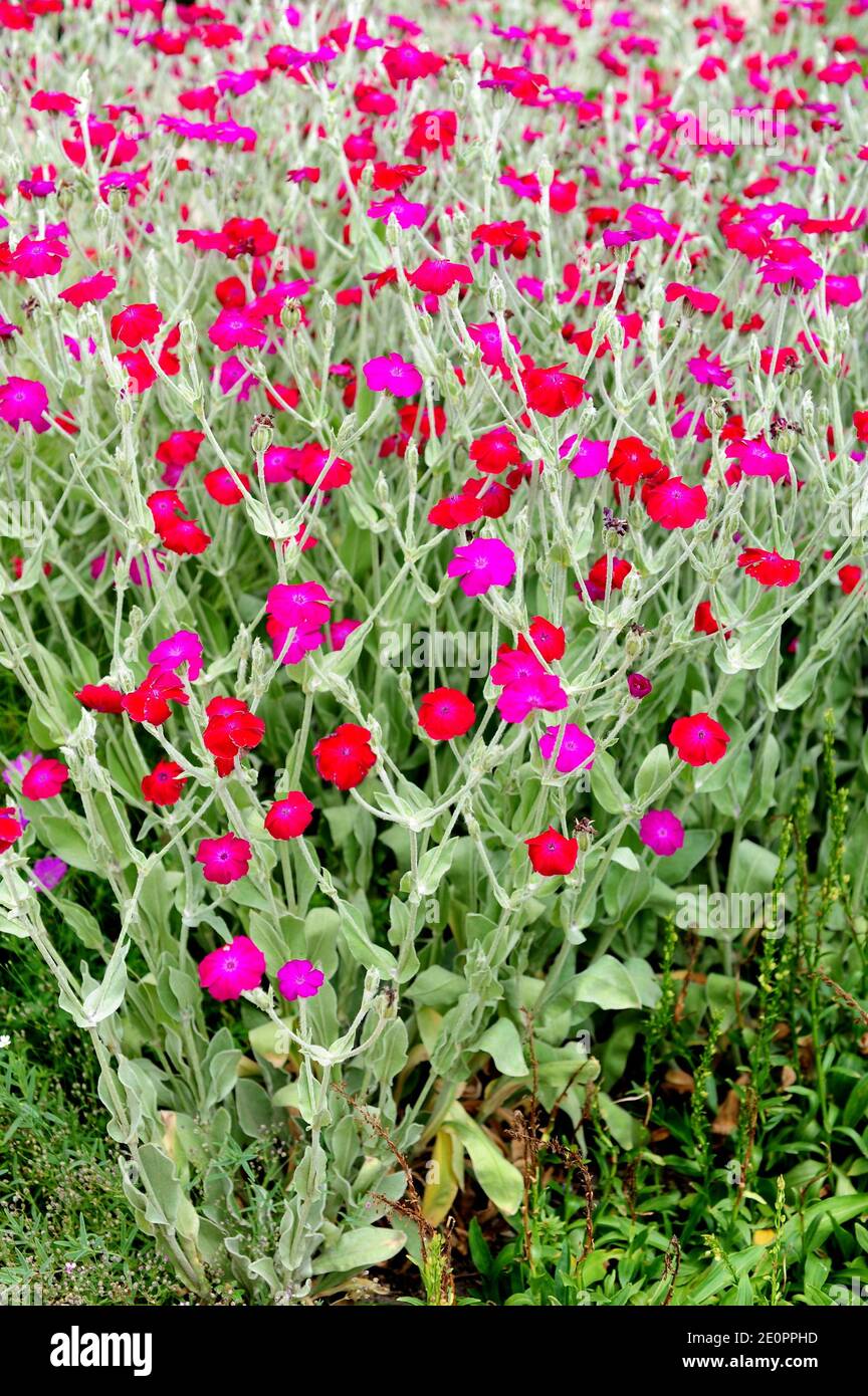 Rose campion hi-res stock photography and images - Alamy