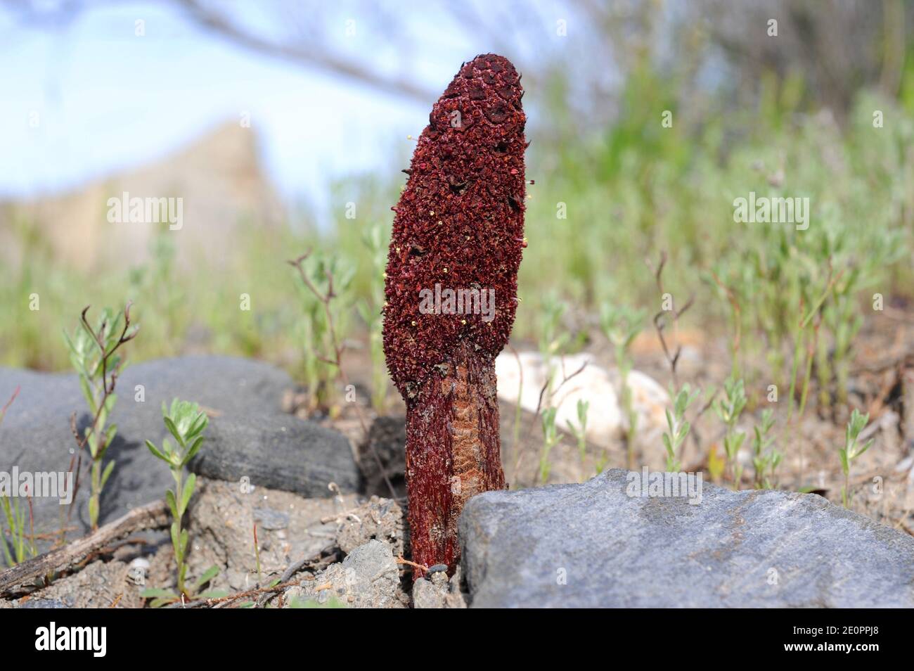 Desert fungus hi-res stock photography and images - Alamy