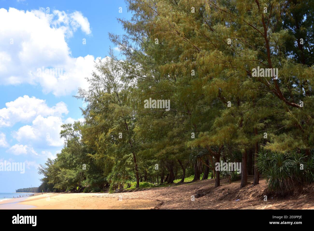 Casuarina Tree High Resolution Stock Photography and Images - Alamy