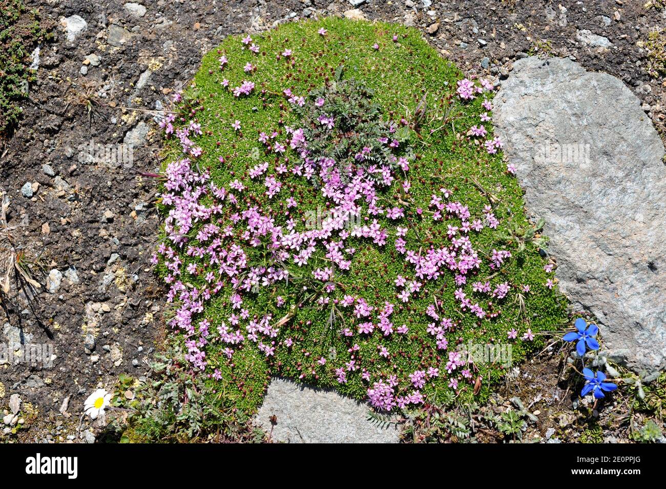 Moss campion silene acaulis hi-res stock photography and images - Alamy