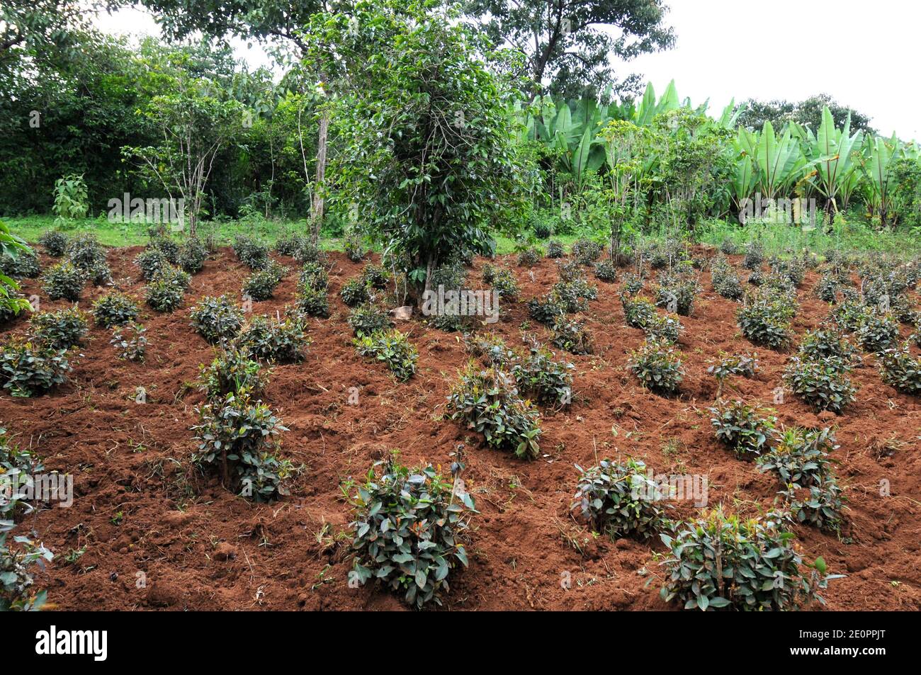 Khat Ethiopia High Resolution Stock Photography and Images - Alamy