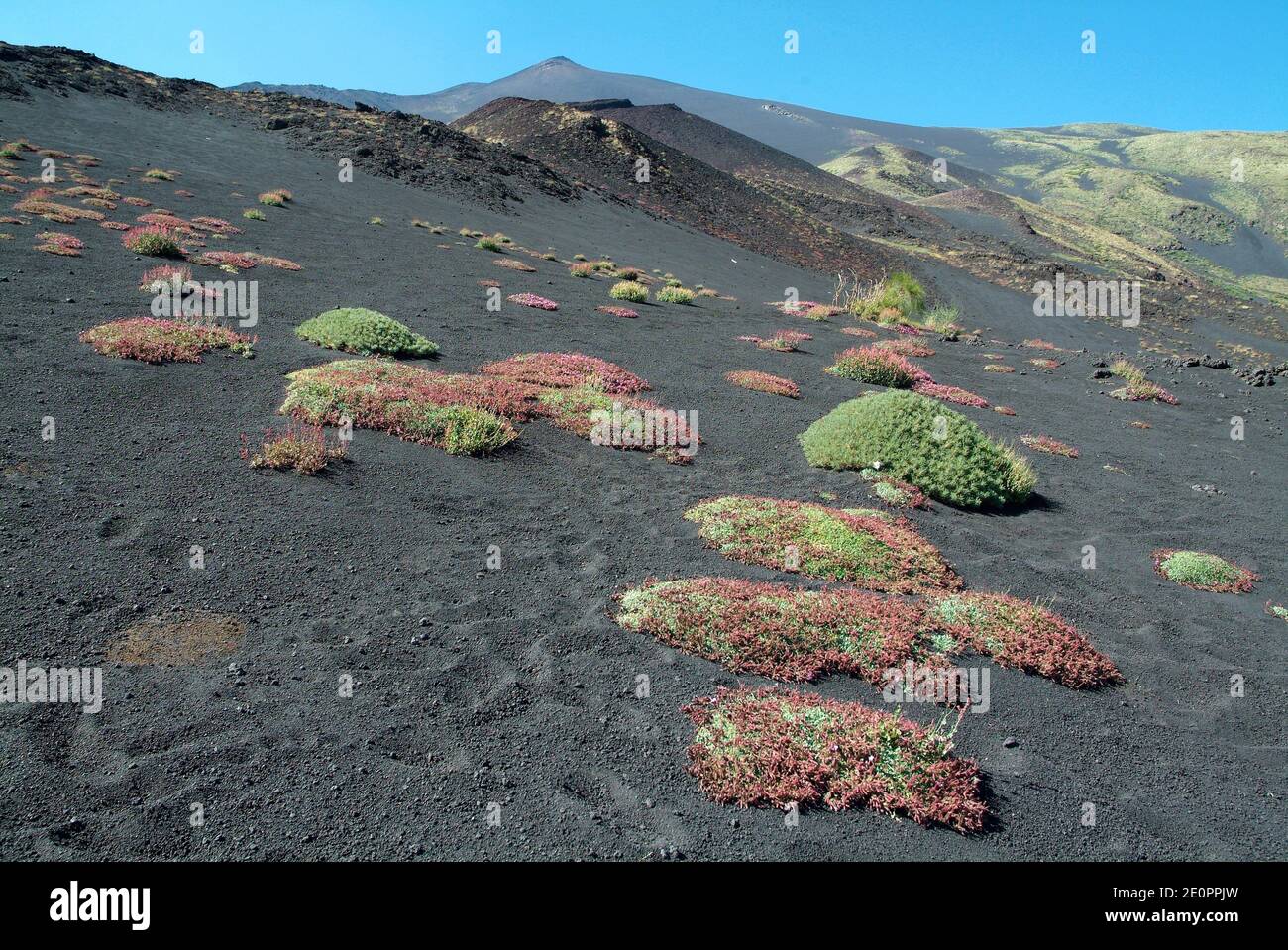 Sicilian soapwort hi-res stock photography and images - Alamy