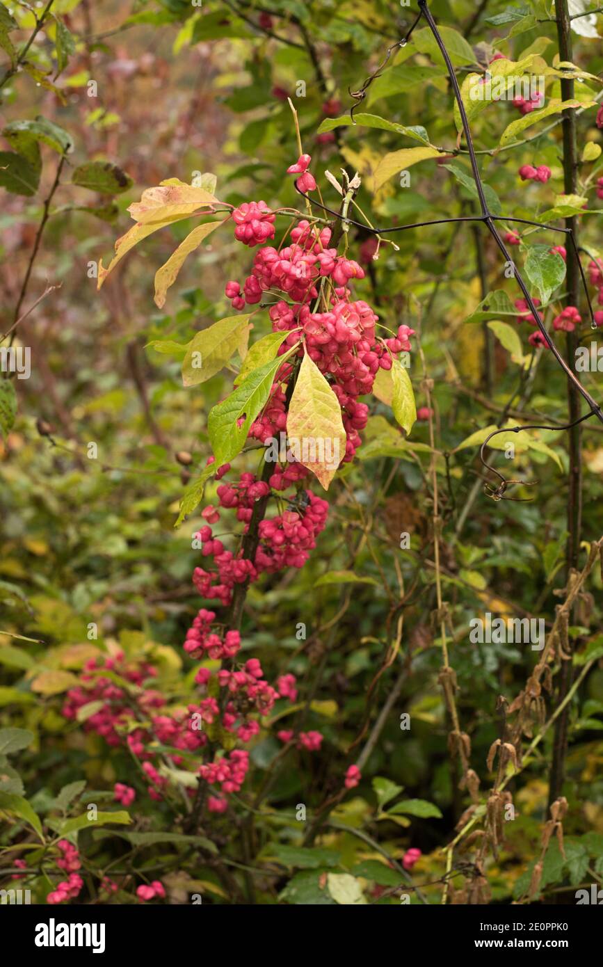 Spindle tree shrub hi-res stock photography and images - Alamy