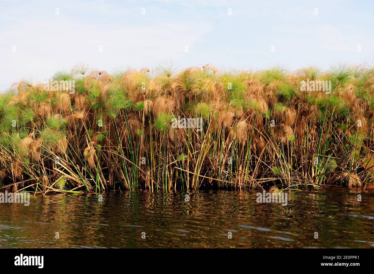 Cyperus papyrus hi-res stock photography and images - Alamy