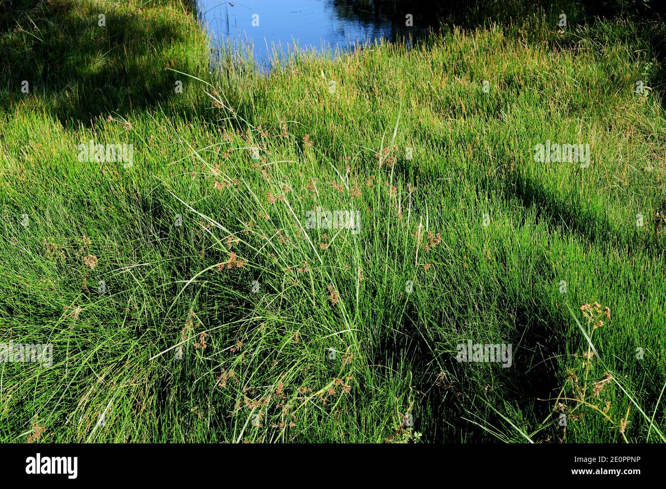 Club rush plant hi-res stock photography and images - Alamy