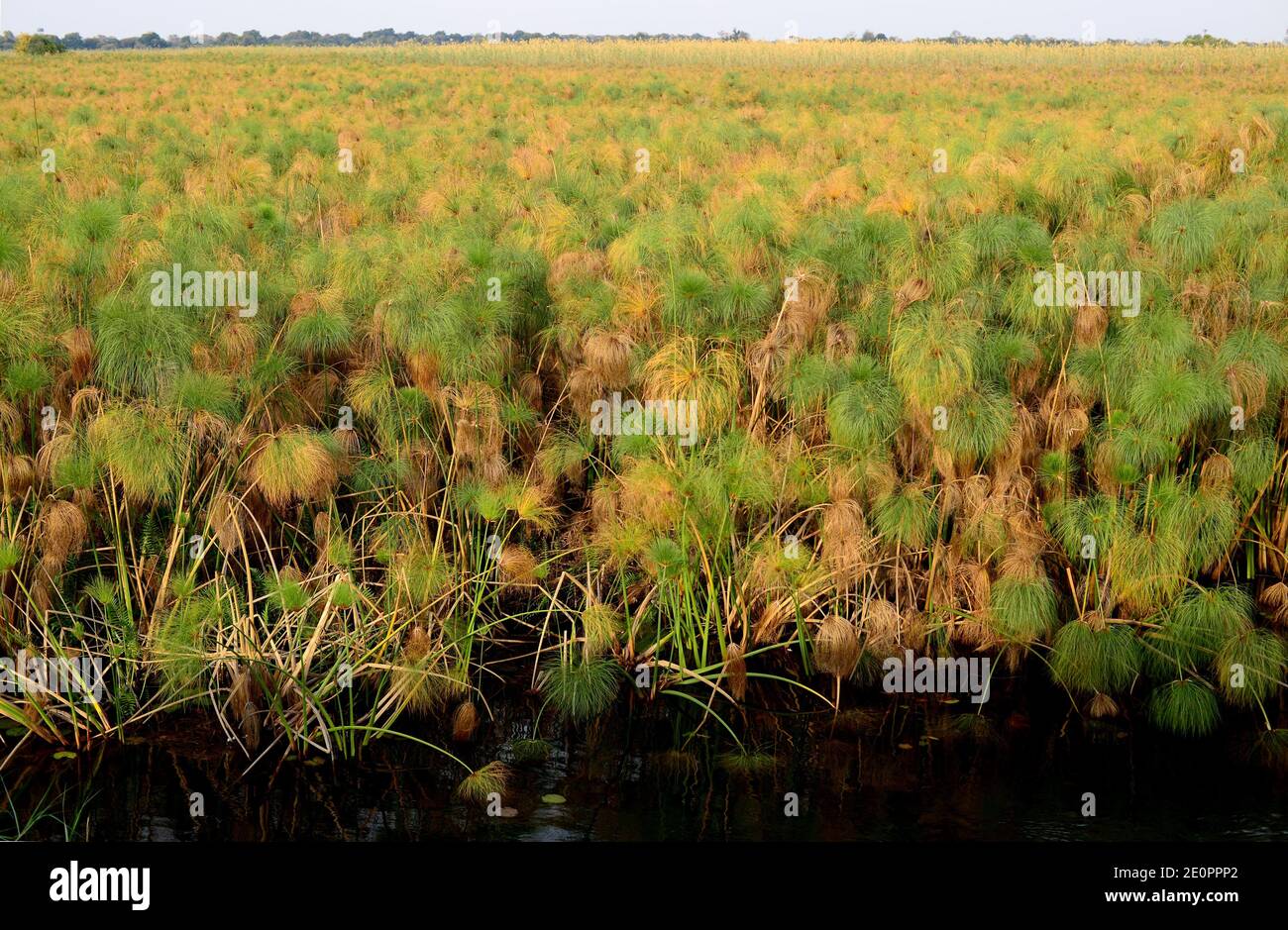 Papyrus sedge paper reed cyperus hi-res stock photography and images ...