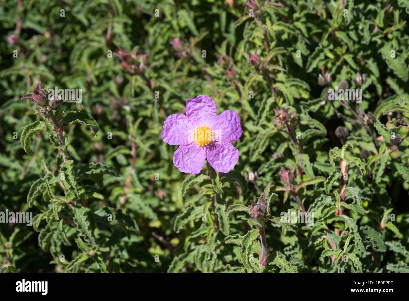 Pink rock-rose (Cistus creticus) is a shrub native to Mediterranean ...