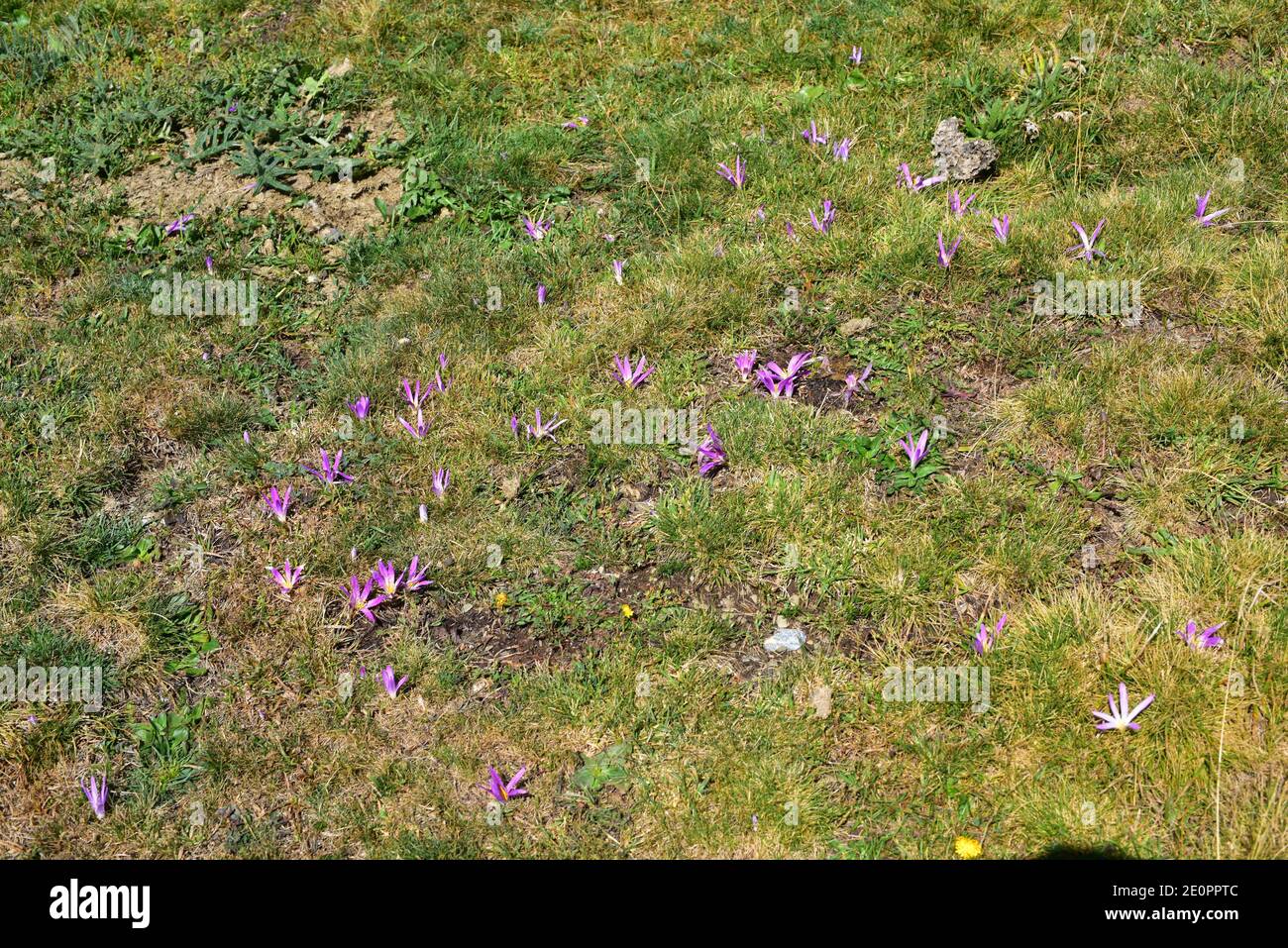 Colchicum Montanum High Resolution Stock Photography and Images - Alamy