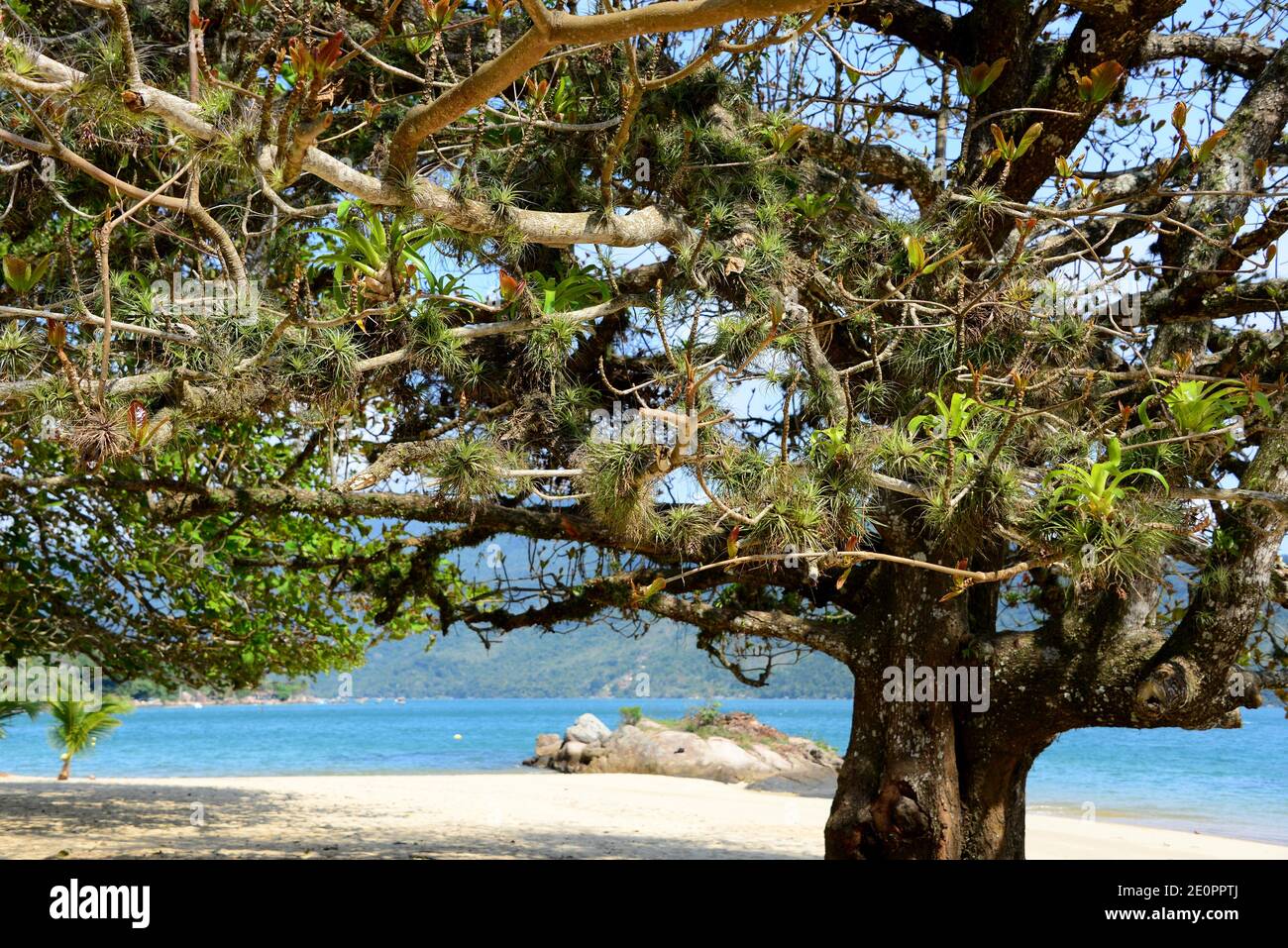 Indian almond tree hi-res stock photography and images - Alamy