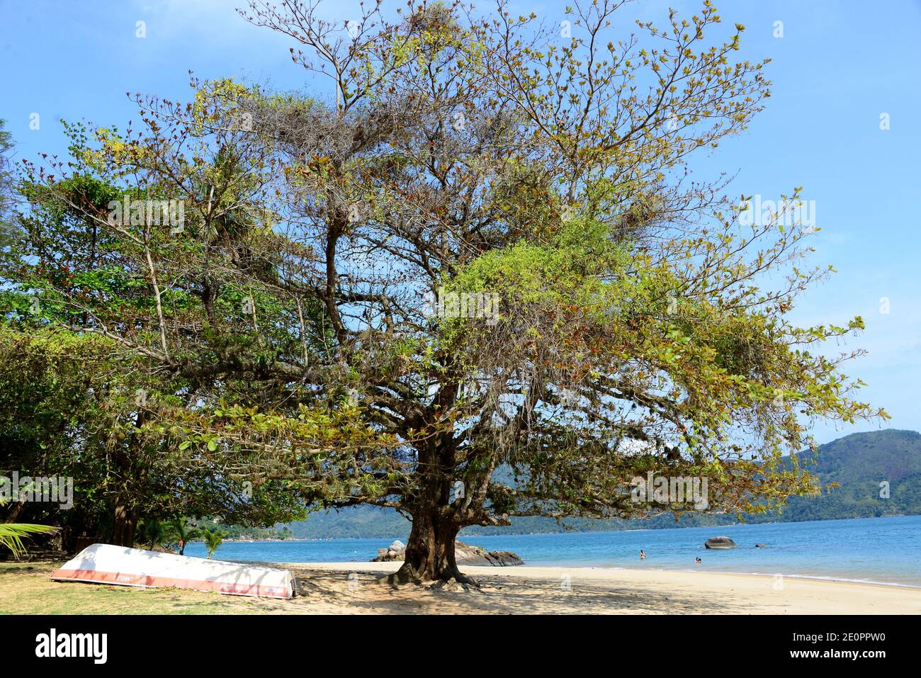 Indian tropical tree hi-res stock photography and images - Alamy
