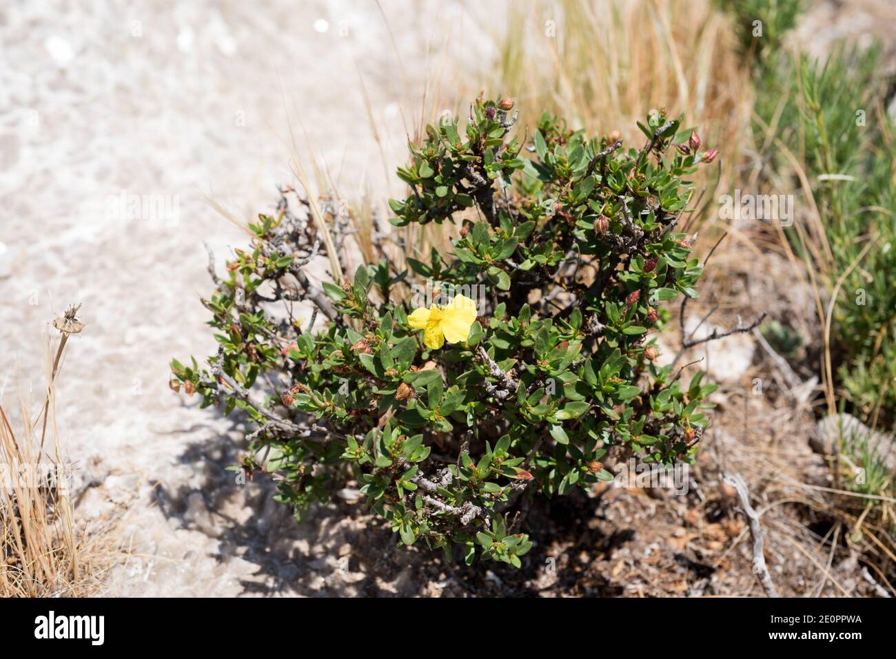 Turre hi-res stock photography and images - Alamy