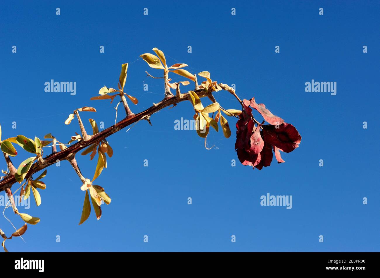 Purple pod terminalia prunioides hi-res stock photography and images ...