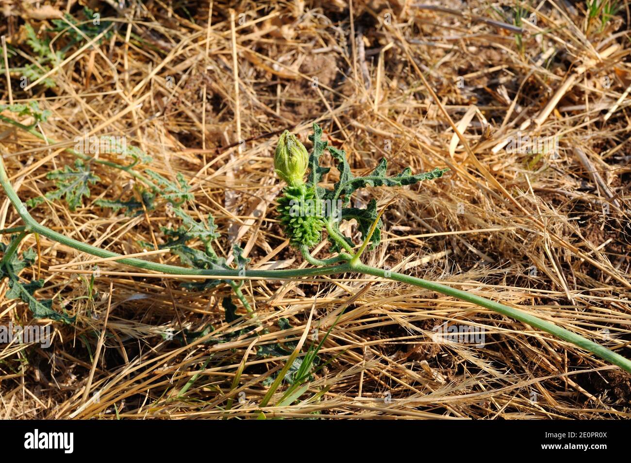 Botswana river hi-res stock photography and images - Alamy