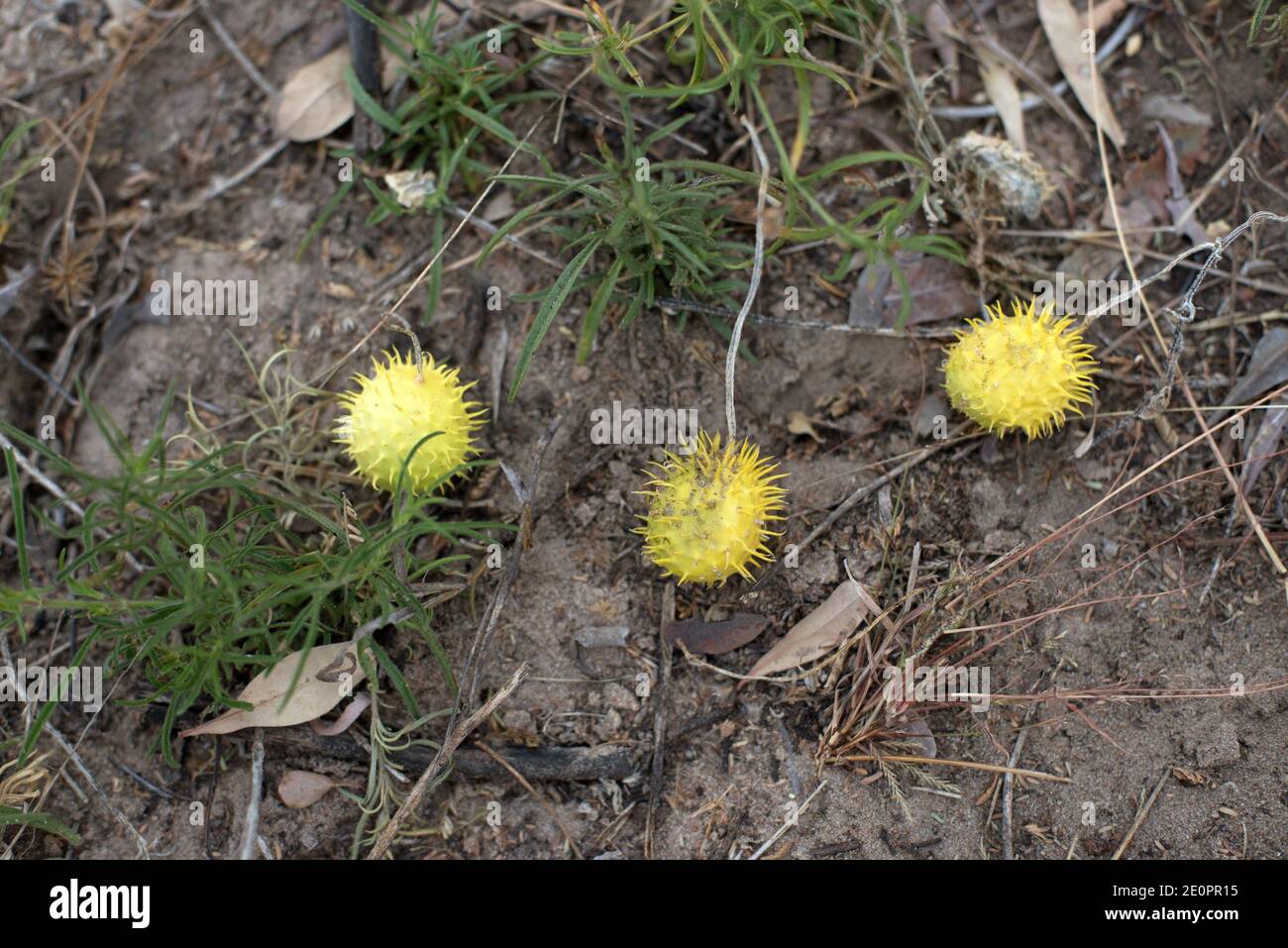 Wild Cucumber High Resolution Stock Photography and Images - Alamy