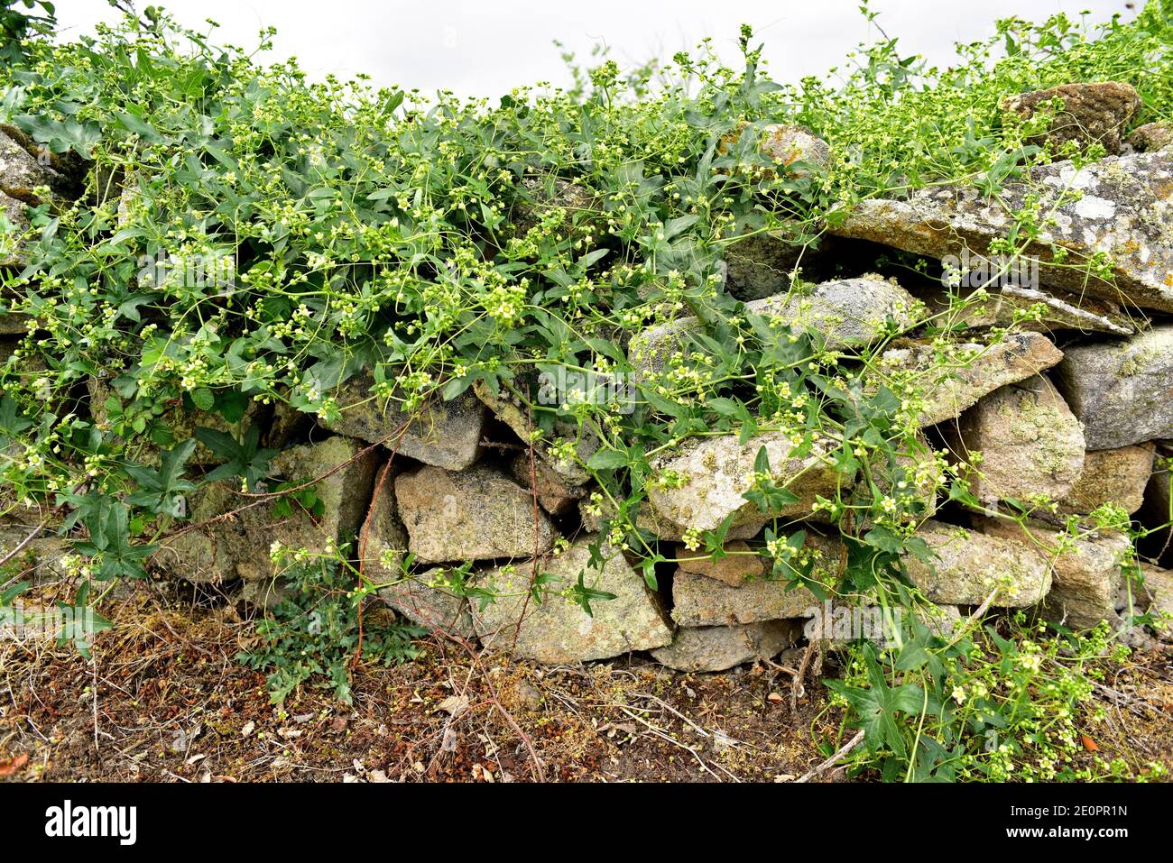 Mandrake plant hi-res stock photography and images - Alamy