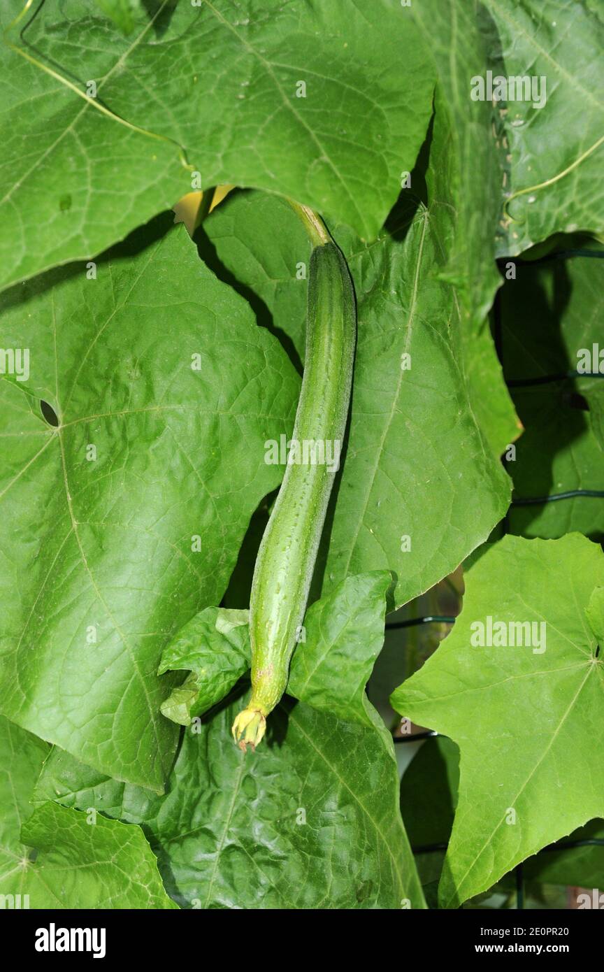Egyptian luffa fruit hi-res stock photography and images - Alamy