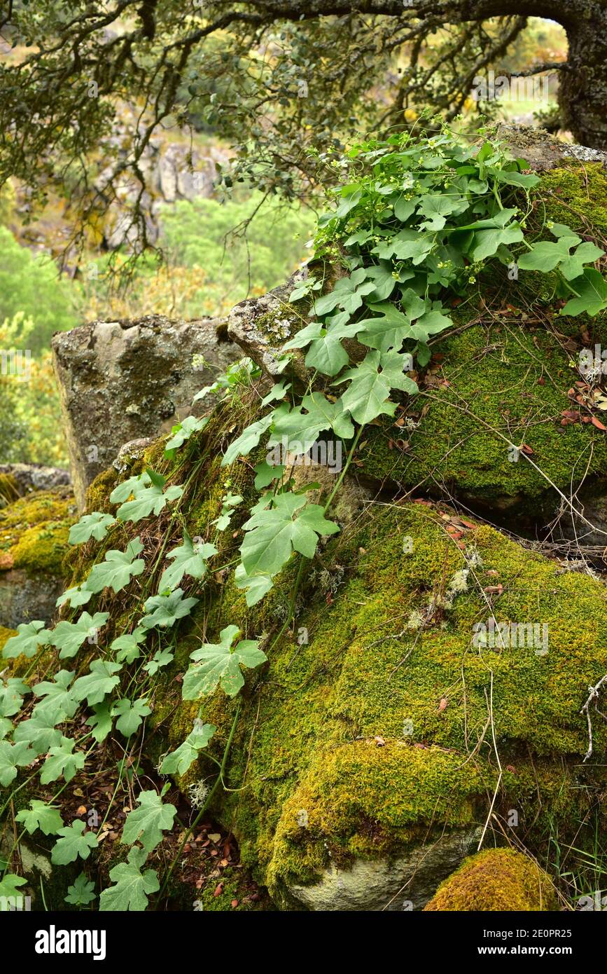 Mandrake plant hi-res stock photography and images - Alamy