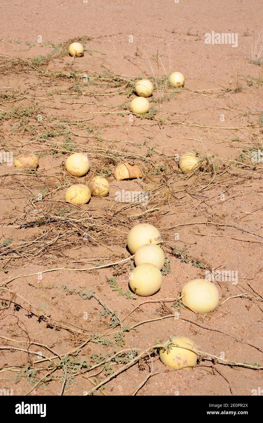 Namibia melon hi-res stock photography and images - Alamy