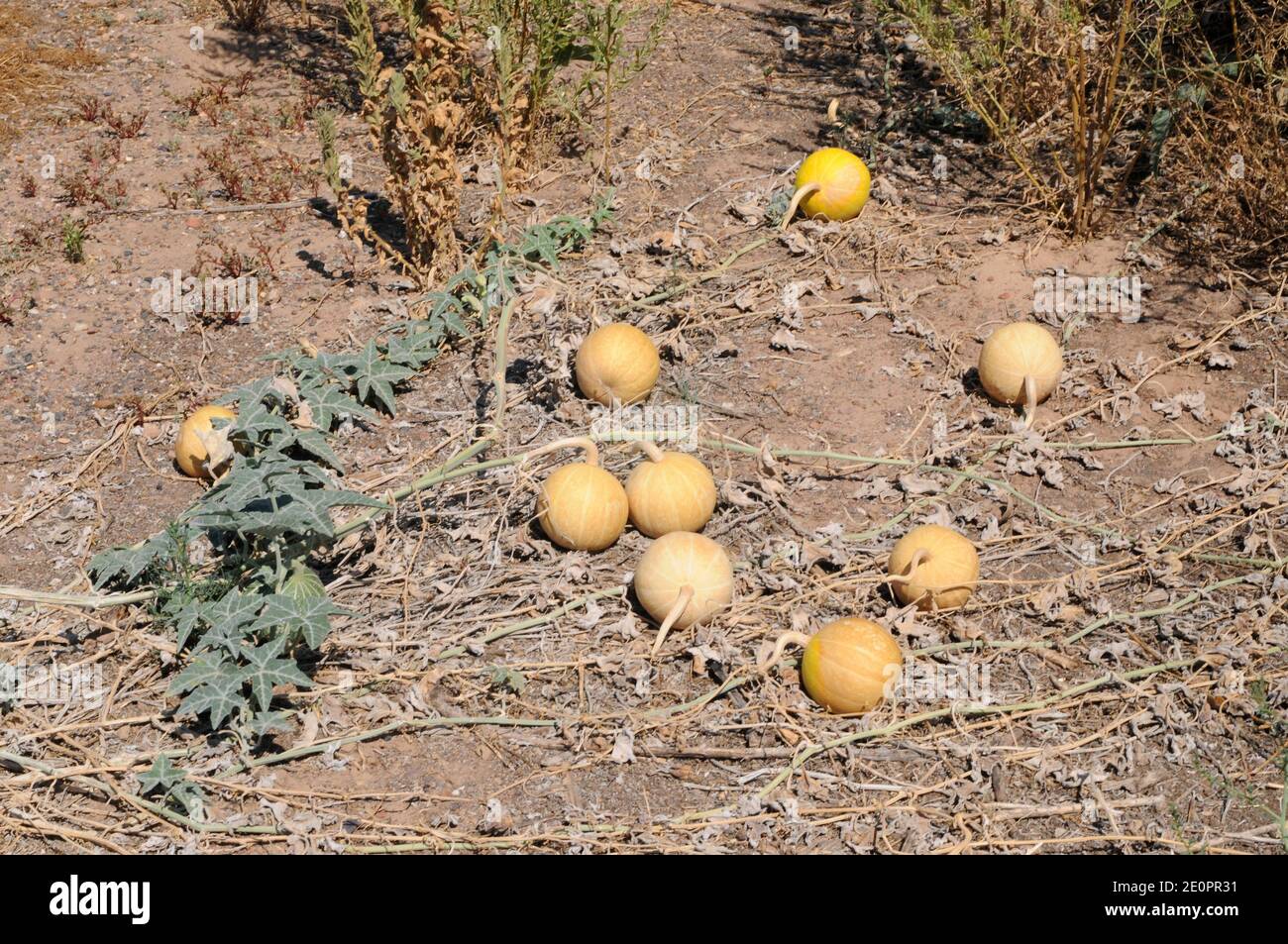 Melon Boat High Resolution Stock Photography and Images - Alamy
