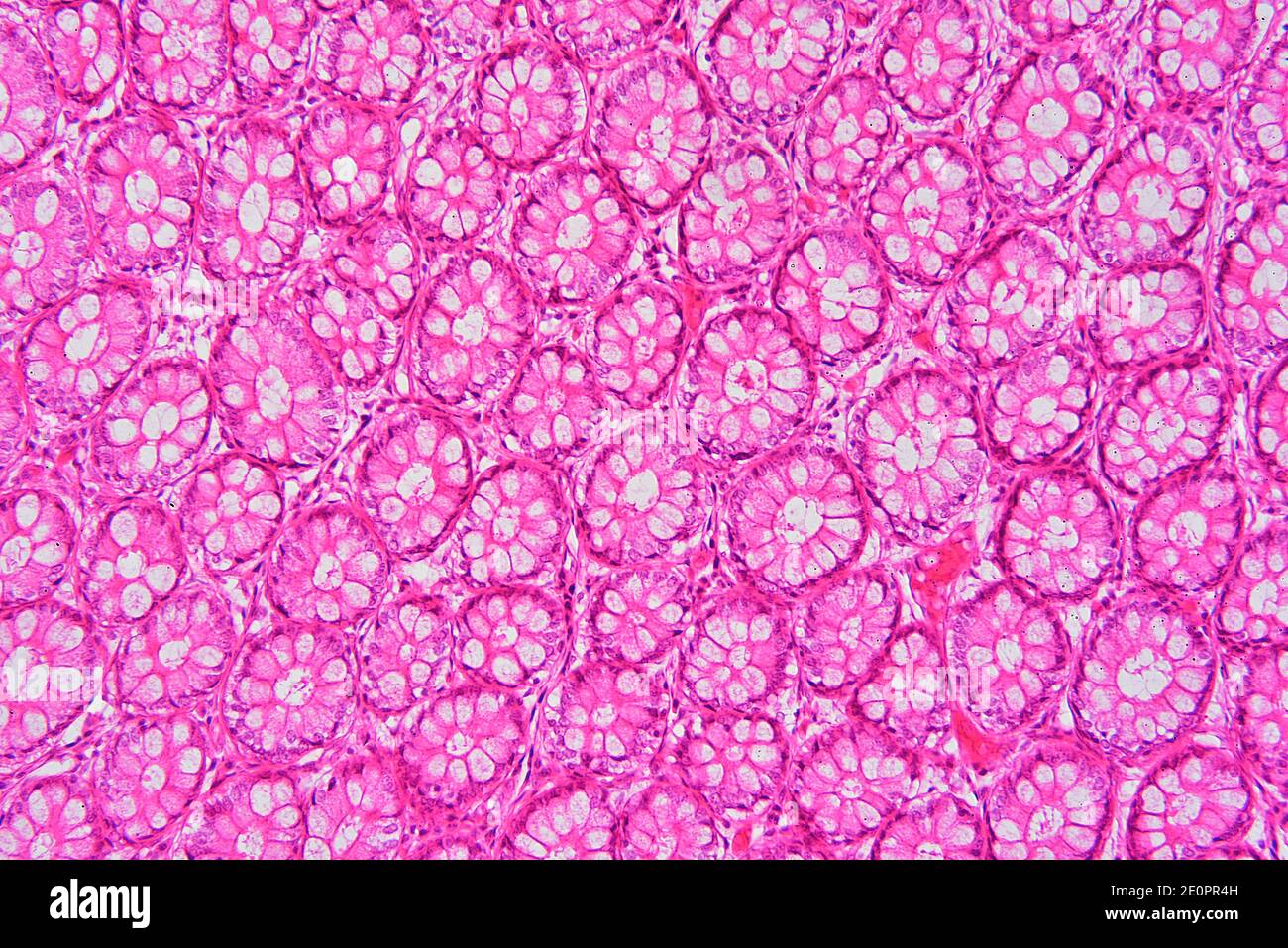Colon Histology Cross Section