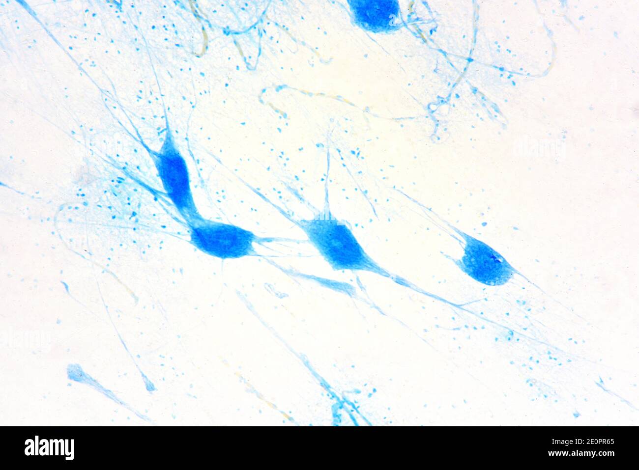 Neuron Microscope High Resolution Stock Photography and Images - Alamy