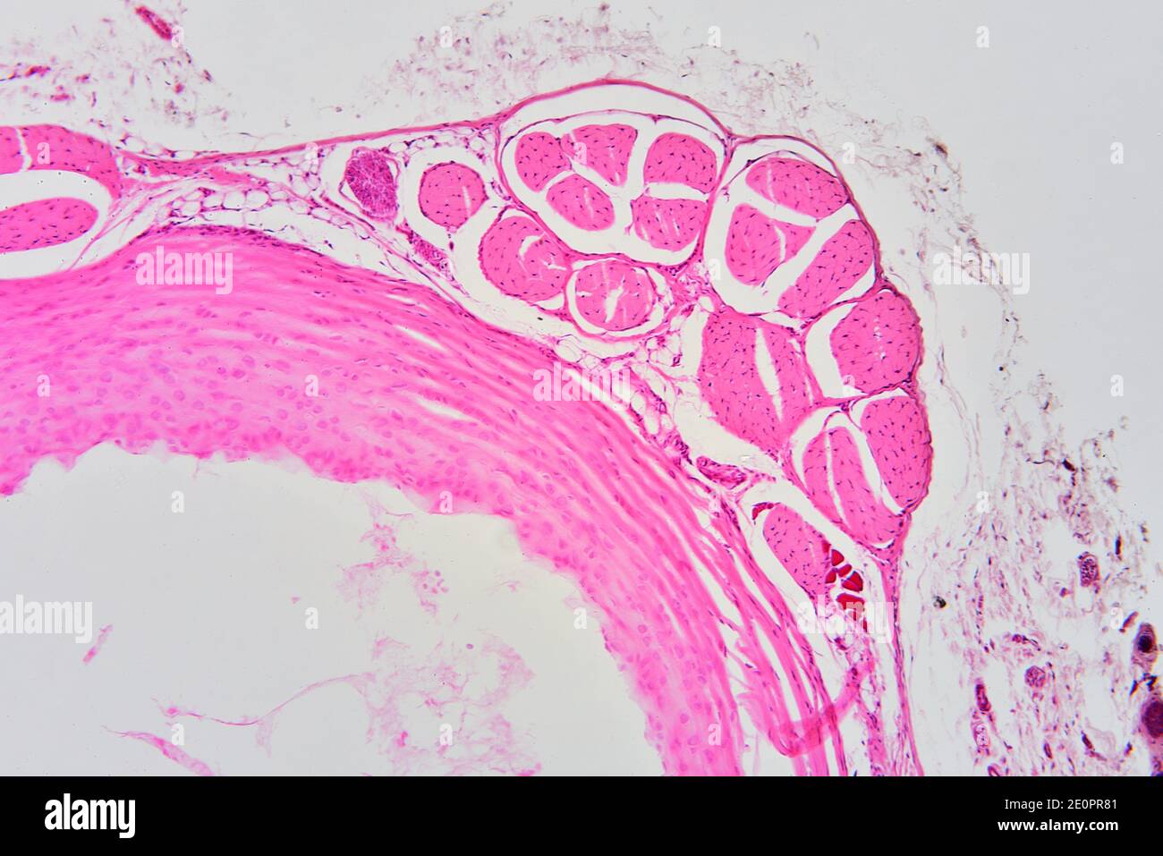 Muscle tissue light micrograph hi-res stock photography and images - Alamy