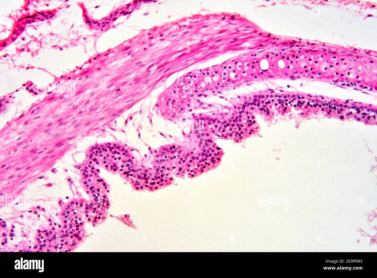 Smooth Muscle Tissue Cross Section