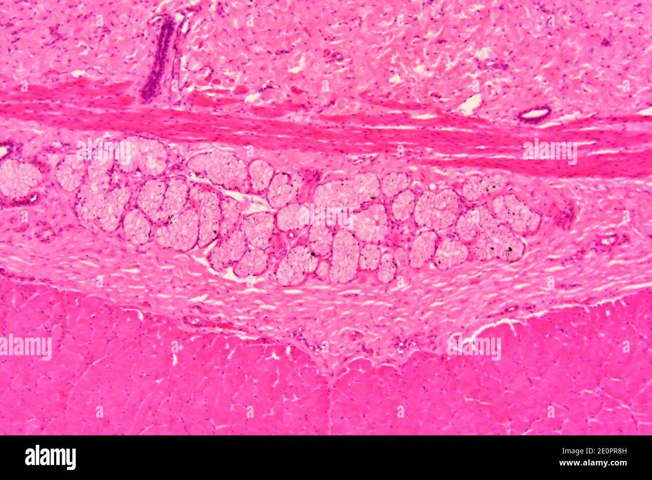 Smooth muscle fibre hi-res stock photography and images - Alamy