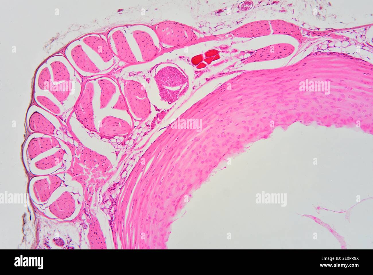 Muscle tissue light micrograph hi-res stock photography and images - Alamy