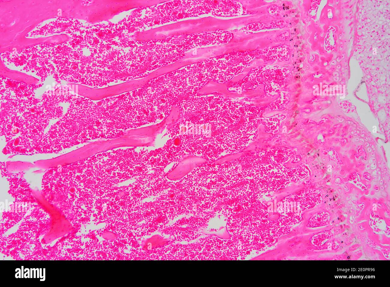 Dense Regular Connective Tissue Vs Smooth Muscle